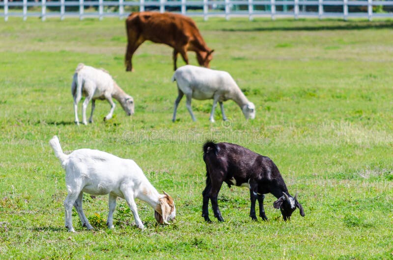 Ovejas Y Cabra De La Vaca En Un Pasto Imagen de archivo - Imagen de ...