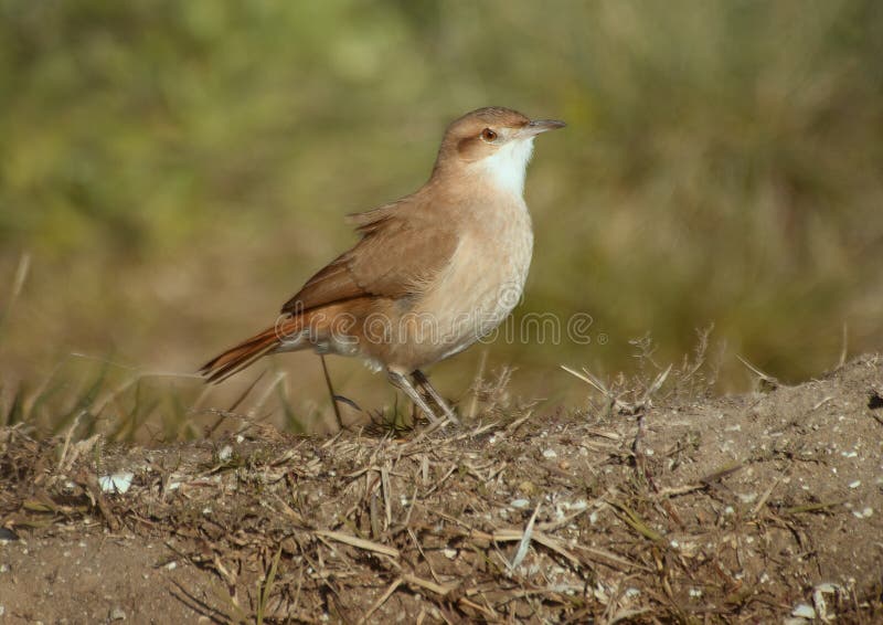 Oven bird National bird stock photo. Image of field, landscape - 76427634