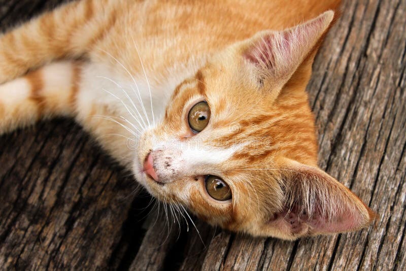 Over Head Shot of an Adorable Ginger Cat Stock Image - Image of ...
