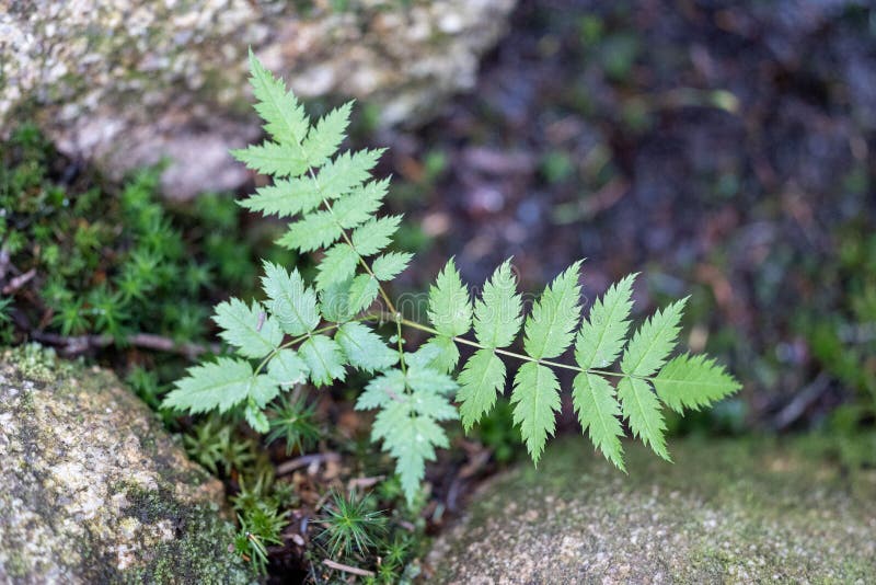 Over-the-head Shot of a Small Tree Growing between Rocks and Moss in ...