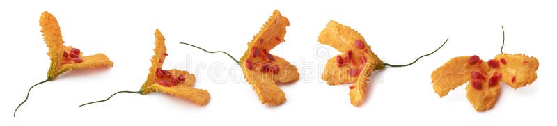 Over Ripe and Burst Out Bitter Gourd with Seeds Stock Photo - Image of ...