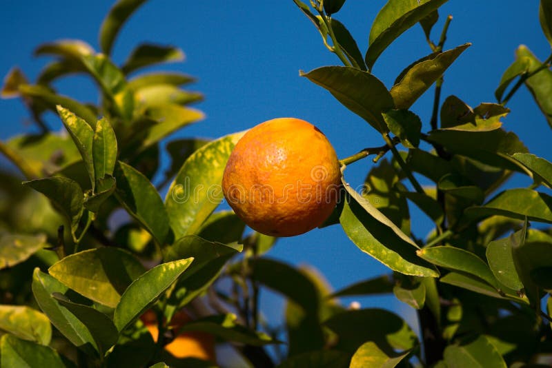 Over Ripe Lemon stock image. Image of tree, fresh, outdoors - 3001799