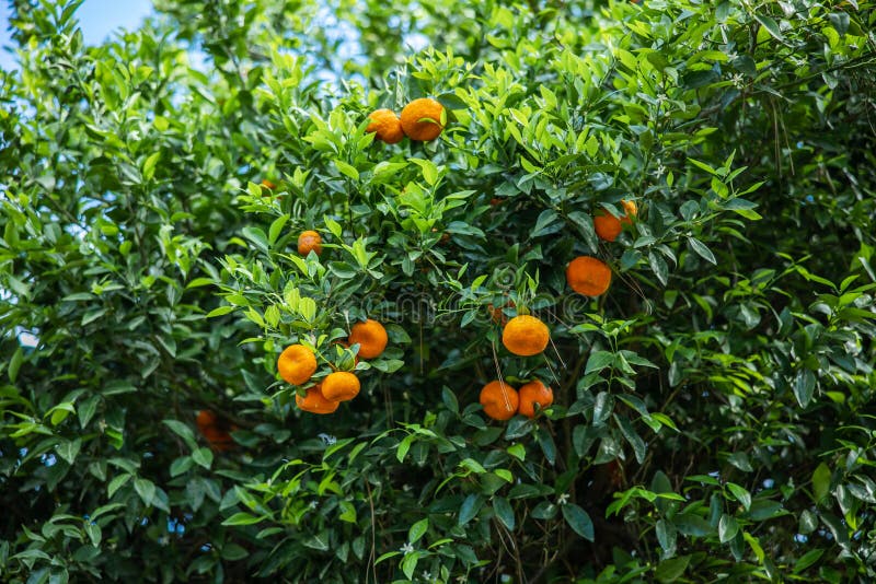 Over Ripe Oranges Growing on an Orange Tree when Not Harvested Stock ...