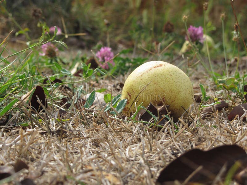 Over Ripened Yellow Pear Fall Naturally from the Tree . Pear Tree ...