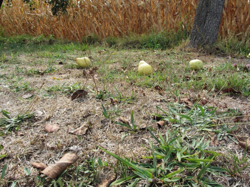 263 Tree Dropping Fruit Stock Photos - Free & Royalty-Free Stock Photos ...