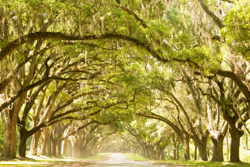 Live oak trees over road stock photo. Image of ranch - 69159772