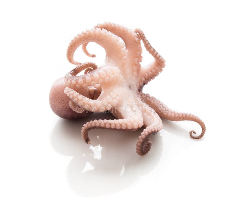 Over a small octopus stock photo. Image of cold, delicatessen - 7833006