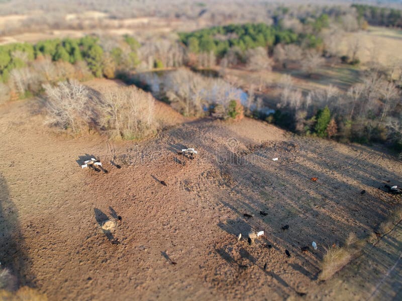 Over a heard of Cows stock image. Image of heard, green - 248543365