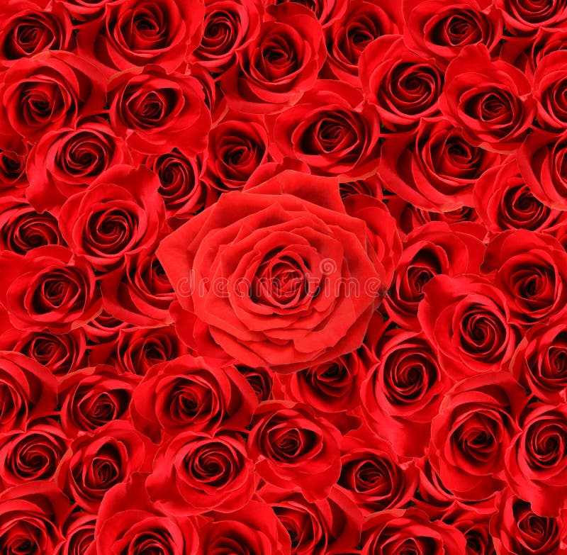 Over View of Large Red Roses Stock Image - Image of background, feeling ...