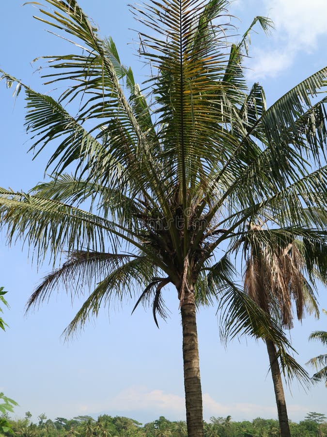 The Overall Shape of the Coconut Tree Stock Photo - Image of leaf, tree ...