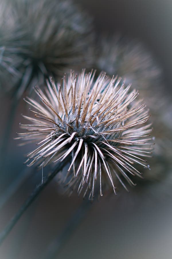 Overblown Flowers in Soft Colors and Background Stock Photo - Image of ...