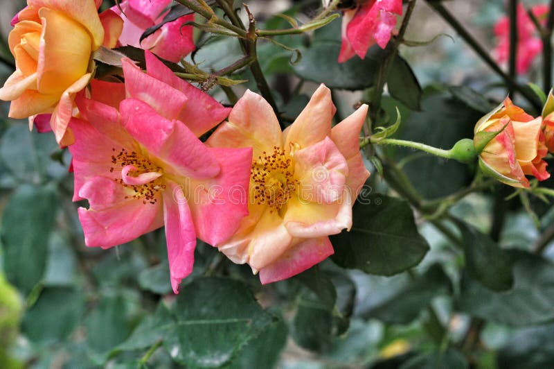 Overblown roses stock photo. Image of elegant, delicate - 56729028