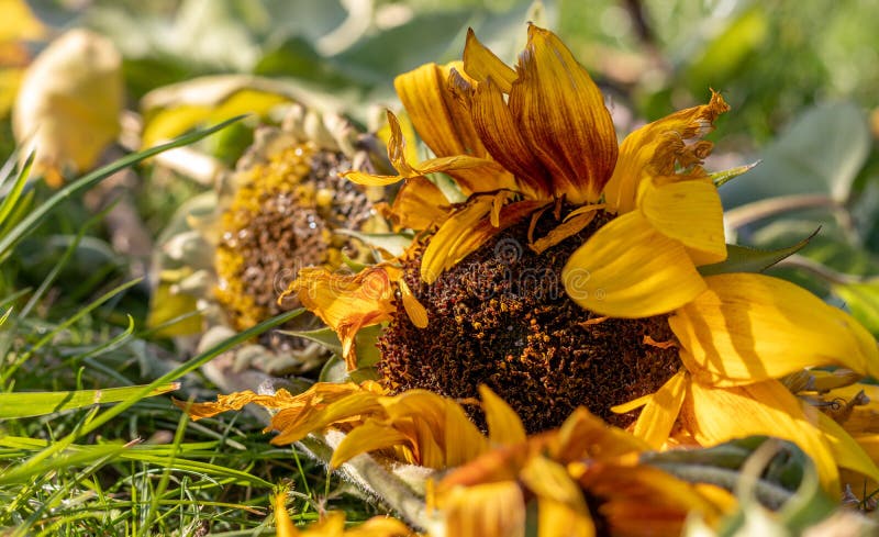 Overblown Sunflower stock image. Image of floral, orange - 232740113
