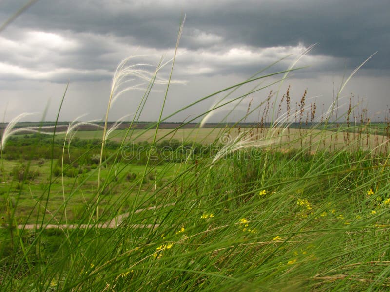 Overcast in the Field in the Spring Feather Grass Close Up Stock Photo ...