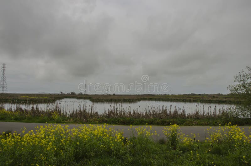Overcast Marsh stock image. Image of landscape, road - 55997017