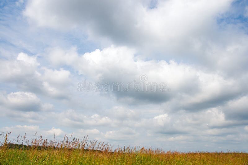 Overcast sky stock image. Image of summer, botanical, field - 7453481