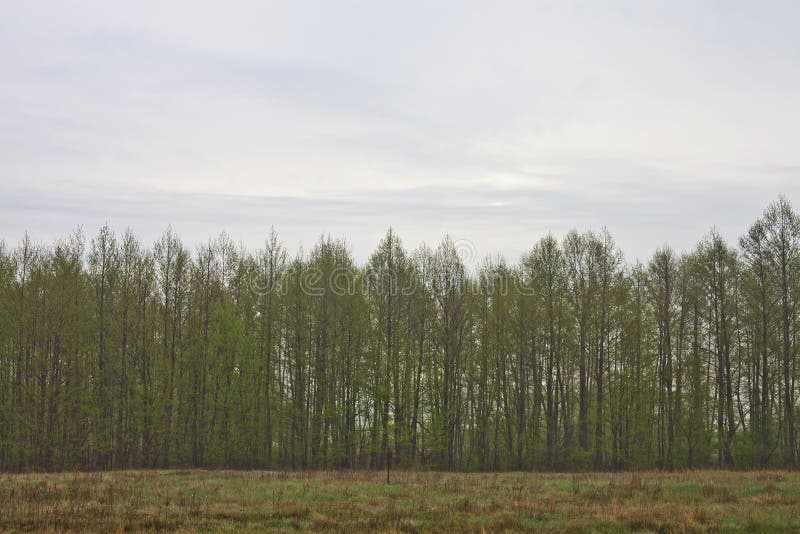 Overcast spring morning stock photo. Image of green, cloudy - 64402552