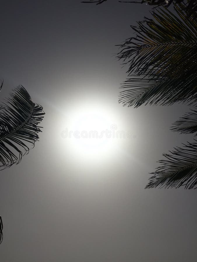 Overcast sun stock photo. Image of palms, clouds, shinning - 55945764