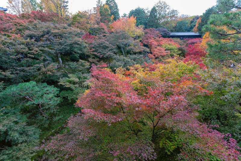 Overcast View of the Fall Color of Tofukuji Temple Stock Image - Image ...