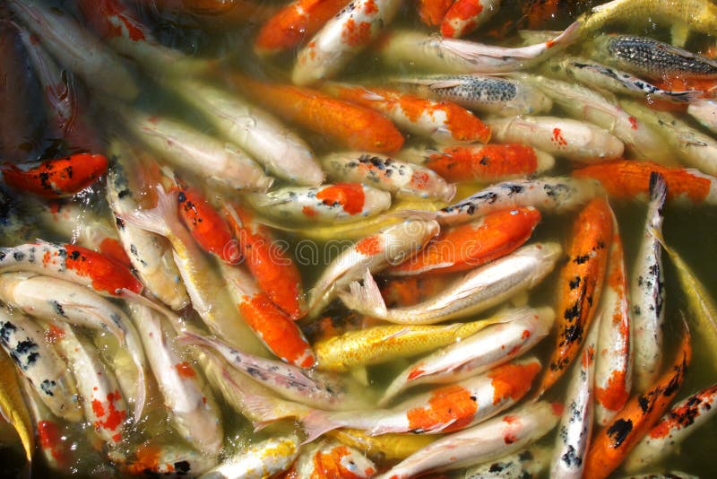 Overcrowding stock image. Image of outdoors, colorful - 87833267