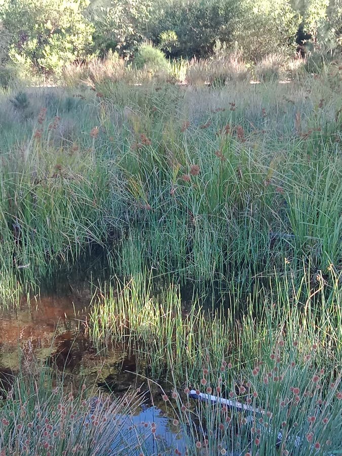 Overflow Creek Lagoon Swamp Stock Photos - Free & Royalty-Free Stock ...