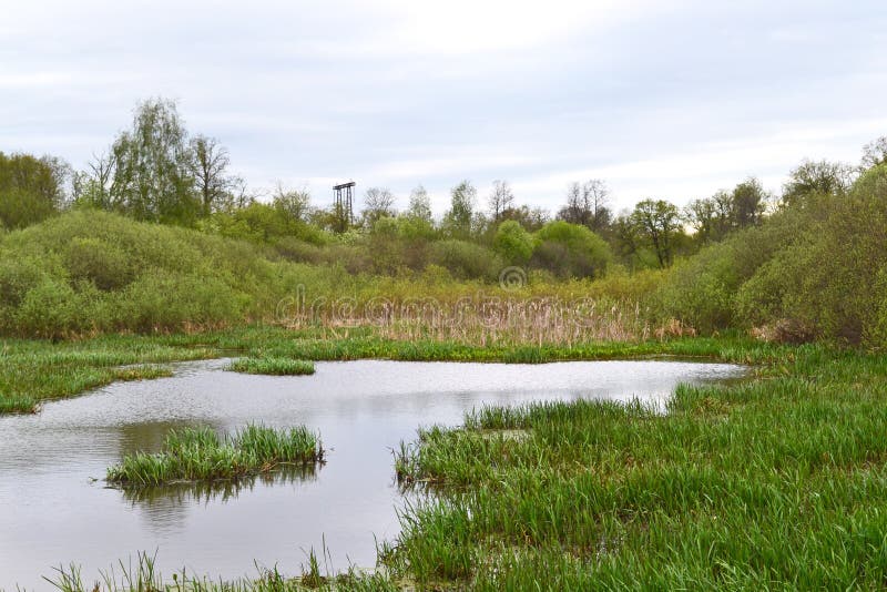 Overflow River in the Spring and the Emergence of Water from the Banks ...