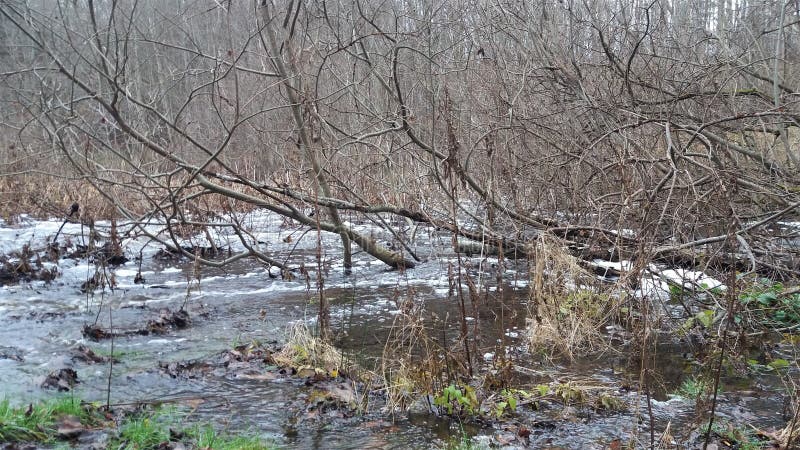 An overflowing ditch stock image. Image of leaf, branch - 273052427