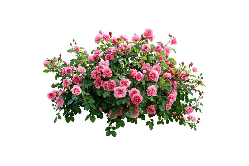 Overflowing Pink Rose Bush Isolated on White. Vector Illustration ...