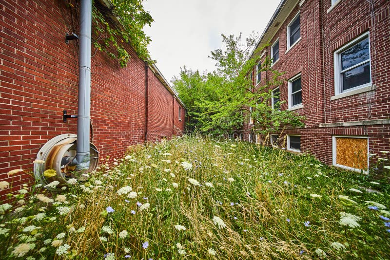 Overgrown Alley between Abandoned Brick Buildings Stock Photo - Image ...