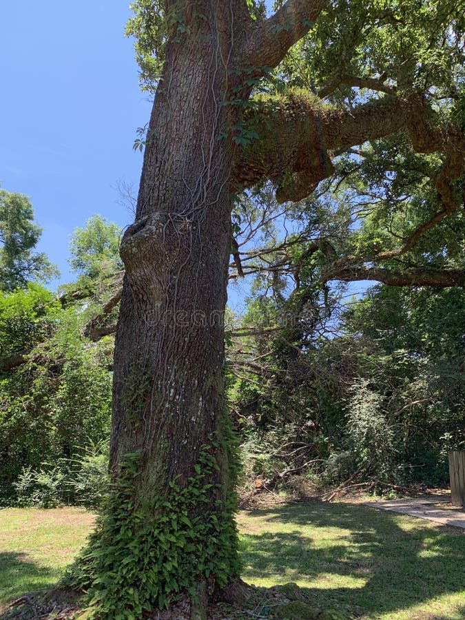 Overgrown Backyard in an Urban Setting Stock Photo - Image of outside ...