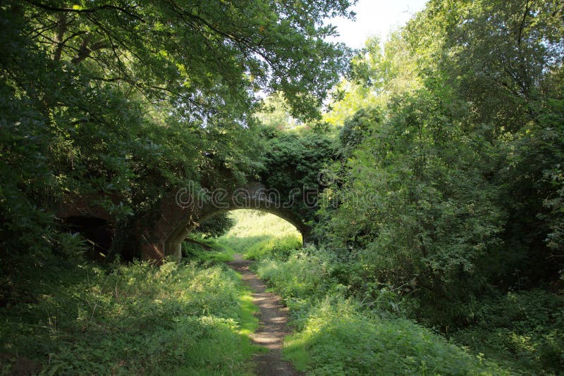 Overgrown Bridge Set in the Woods Stock Photo - Image of foliage ...