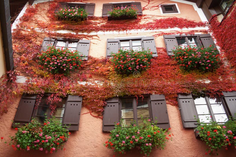 Overgrown building facade stock photo. Image of vintage - 20902478