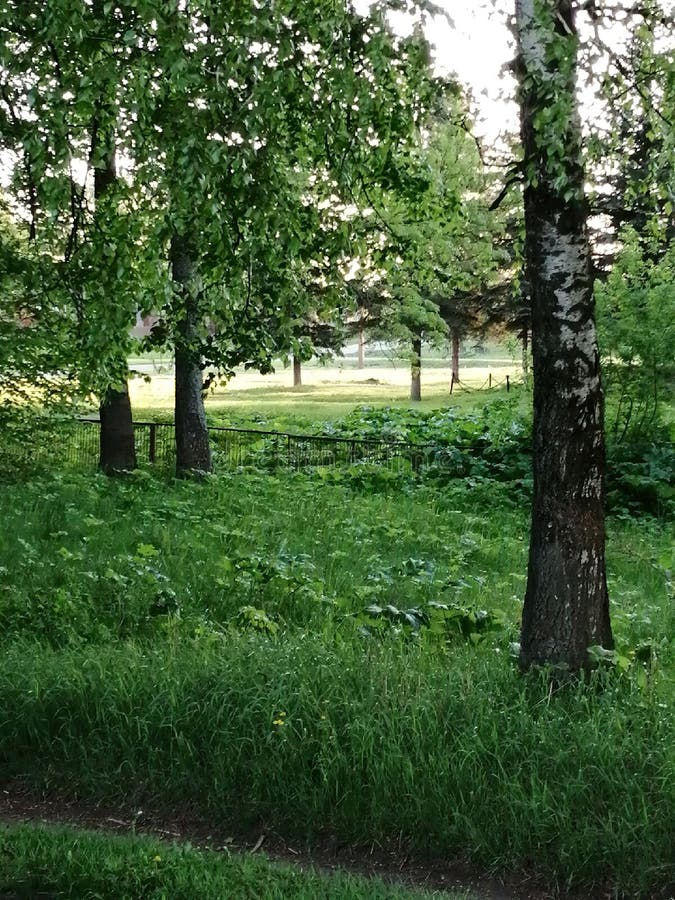 A Grassy Clearing in the Park Stock Image - Image of tree, leaf: 223892509