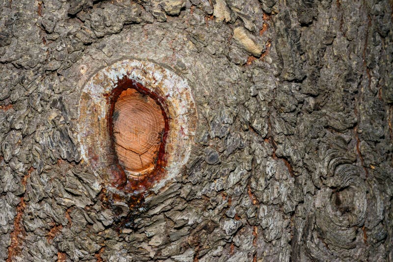 Overgrown Cut of a Branch on the Trunk of an Old Tree, Texture of Tree ...