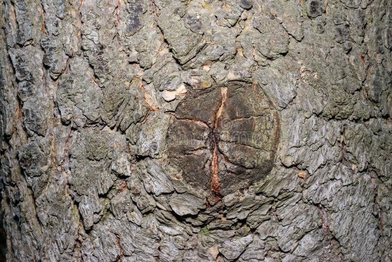 Overgrown Cut of a Branch on the Trunk of an Old Tree, Texture of Tree ...