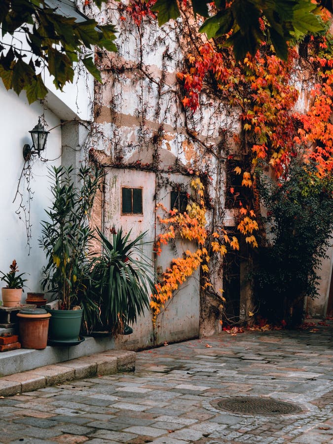 An Overgrown Door in an Inner Courtyard Editorial Stock Image - Image ...