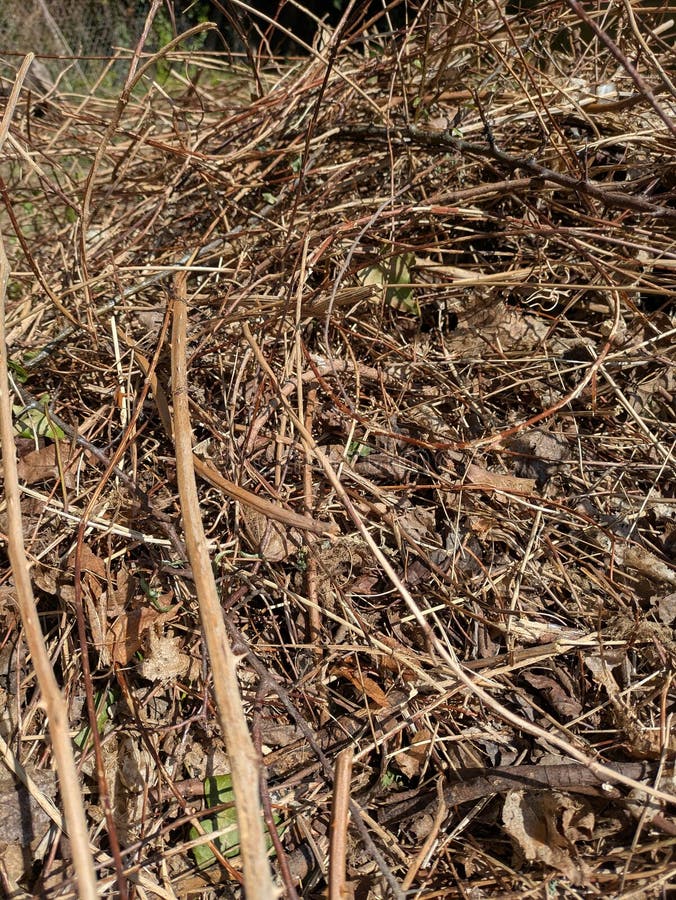 Overgrown Dried Garden Grass Brambles and Dried Branches Piles Ready ...