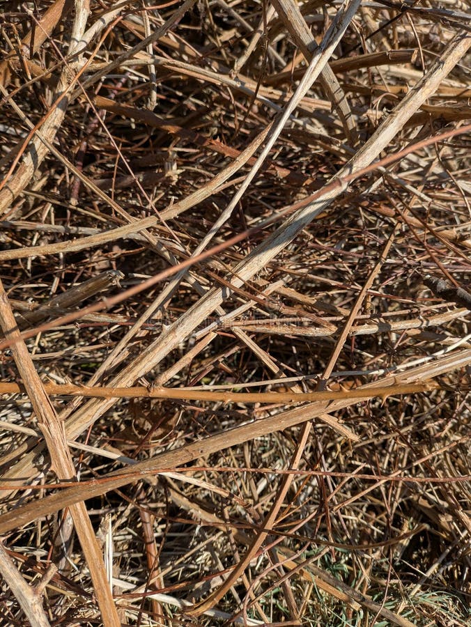Overgrown Dried Garden Grass Brambles and Dried Branches Piles Ready ...