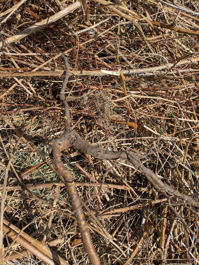 Overgrown Dried Garden Grass Brambles and Dried Branches Piles Ready ...