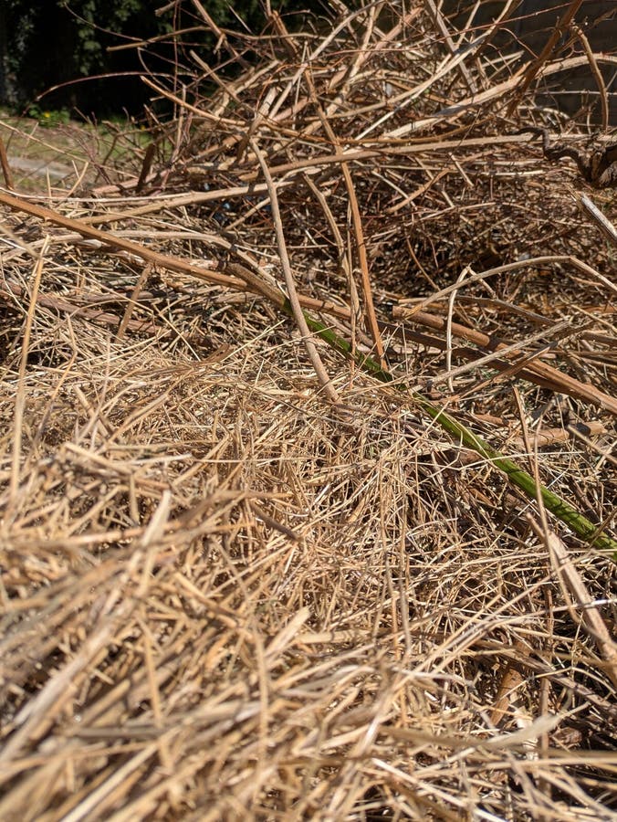 Overgrown Dried Garden Grass Brambles and Dried Branches Piles Ready ...