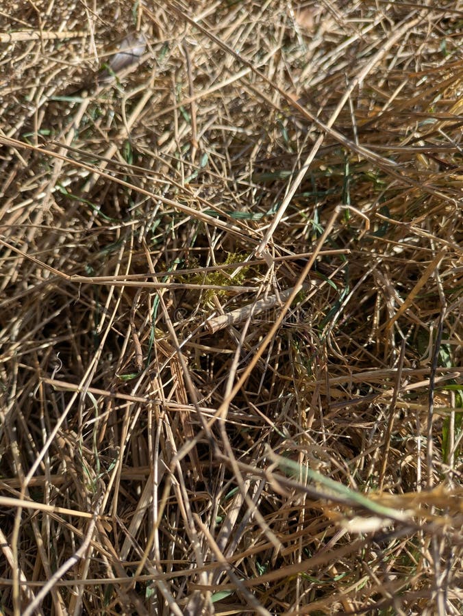 Overgrown Dried Garden Grass Brambles and Dried Branches Piles Ready ...