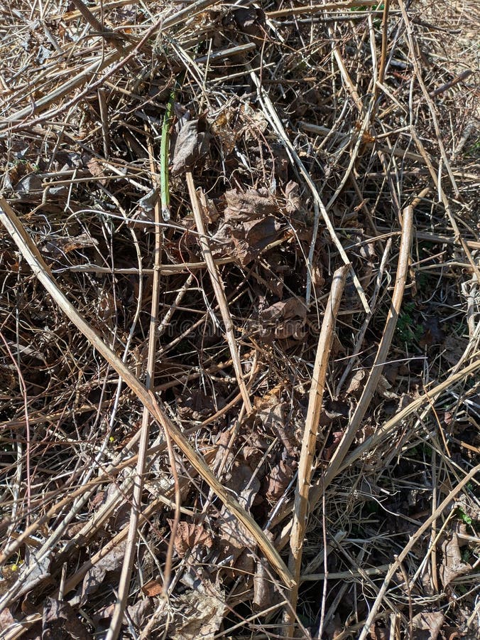 Overgrown Dried Garden Grass Brambles and Dried Branches Piles Ready ...