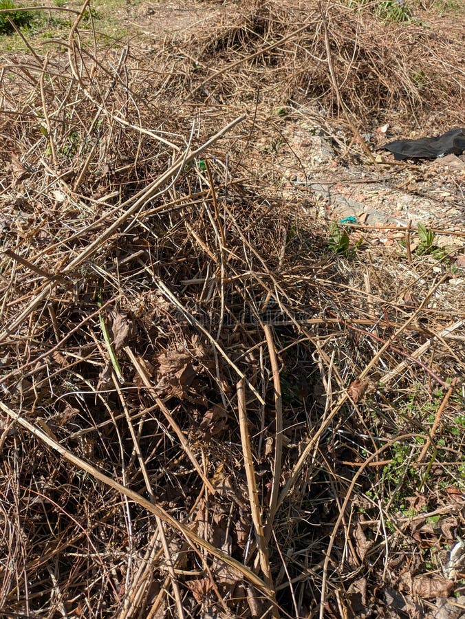 Overgrown Dried Garden Grass Brambles and Dried Branches Piles Ready ...