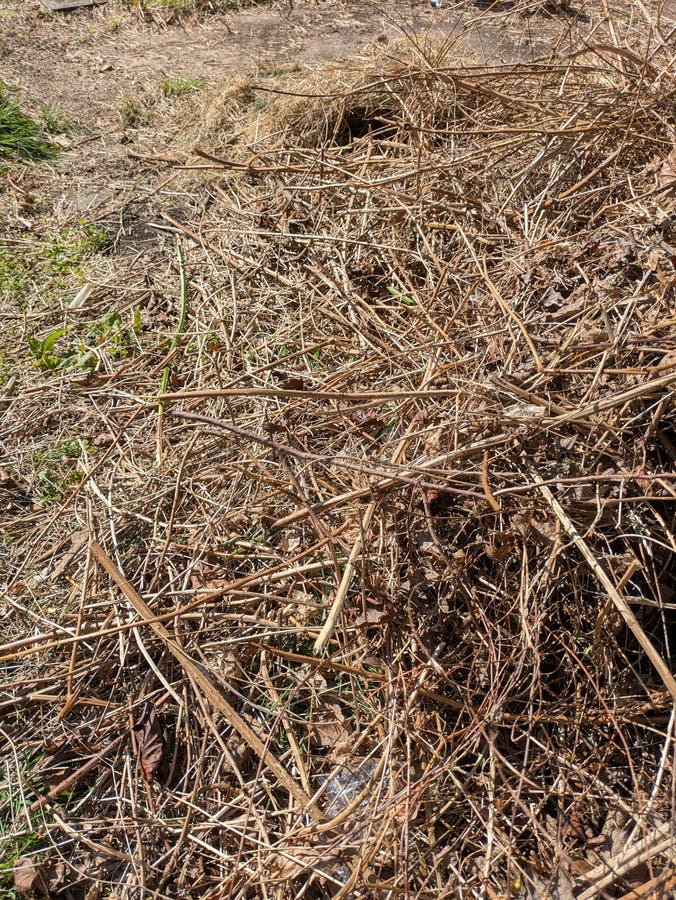 Overgrown Dried Garden Grass Brambles and Dried Branches Piles Ready ...