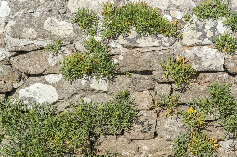 Overgrown dry stone wall stock photo. Image of detail - 77863778