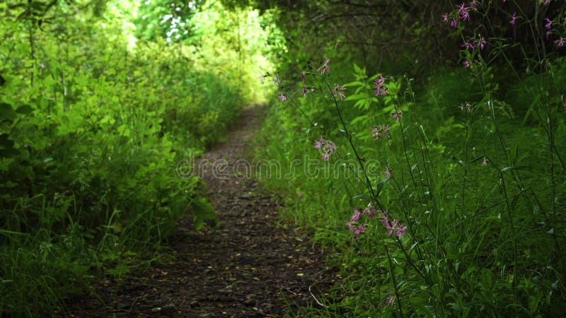 Overgrown Empty Path in a Dark Evening Wild Forest with Old Trees and ...