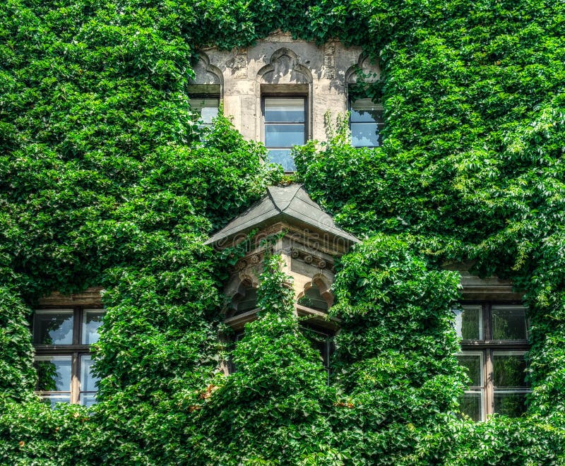 Overgrown Facade of an Old Building in Sunlight Stock Image - Image of ...