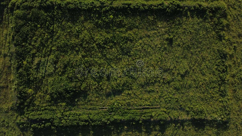 Overgrown Fence in a Field of Weeds Top View Stock Image - Image of ...