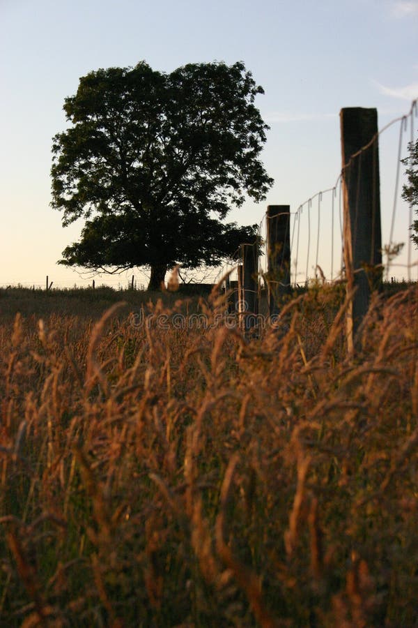Overgrown Field stock photo. Image of natural, outdoor - 40541168
