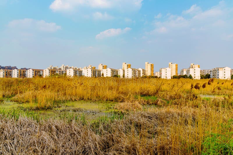 Overgrown Fields with Apartment Buildings Stock Image - Image of ...